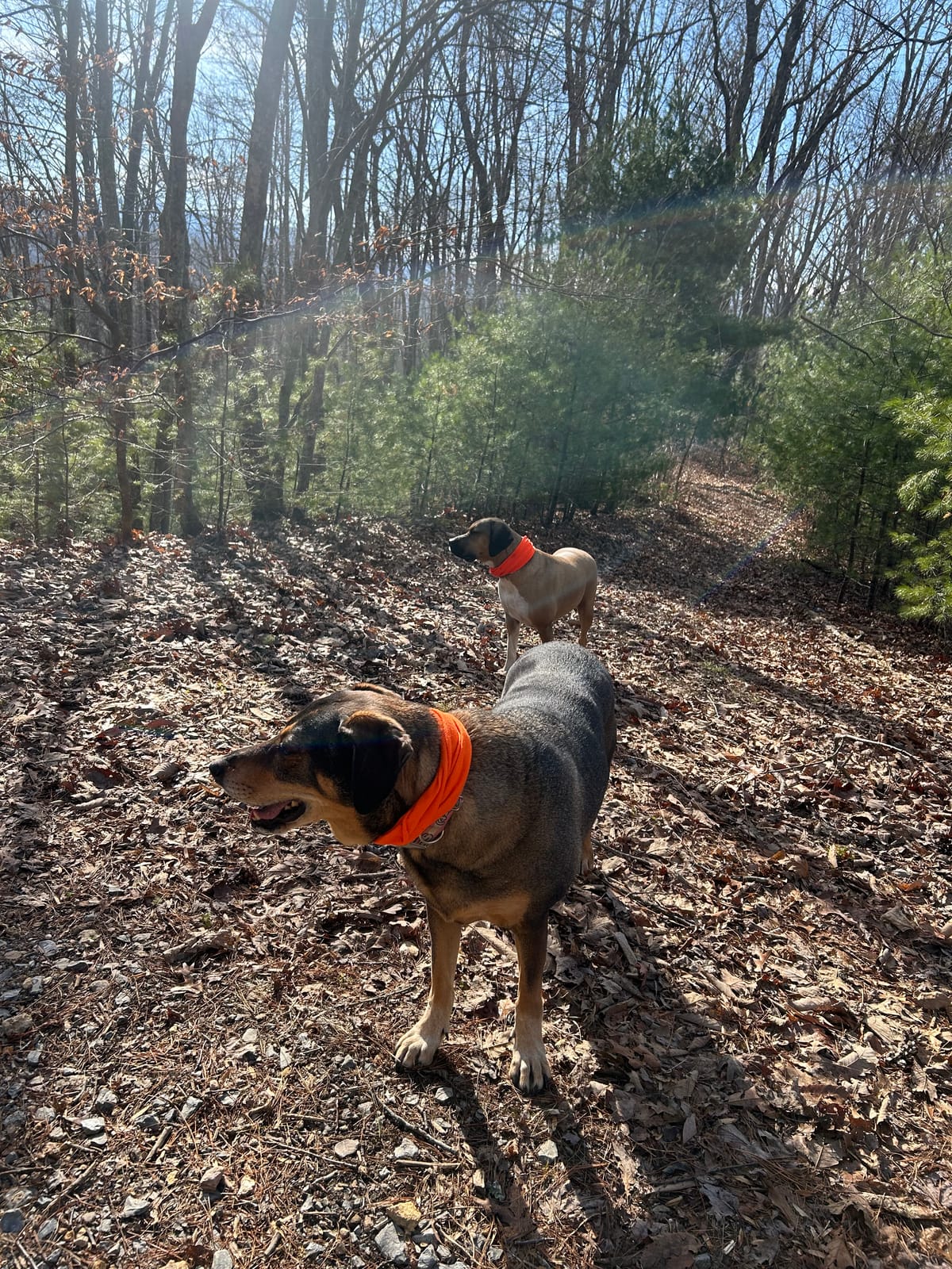 Confused Bears, Butt Nuggets, and Sweating Like a Politician Under Oath